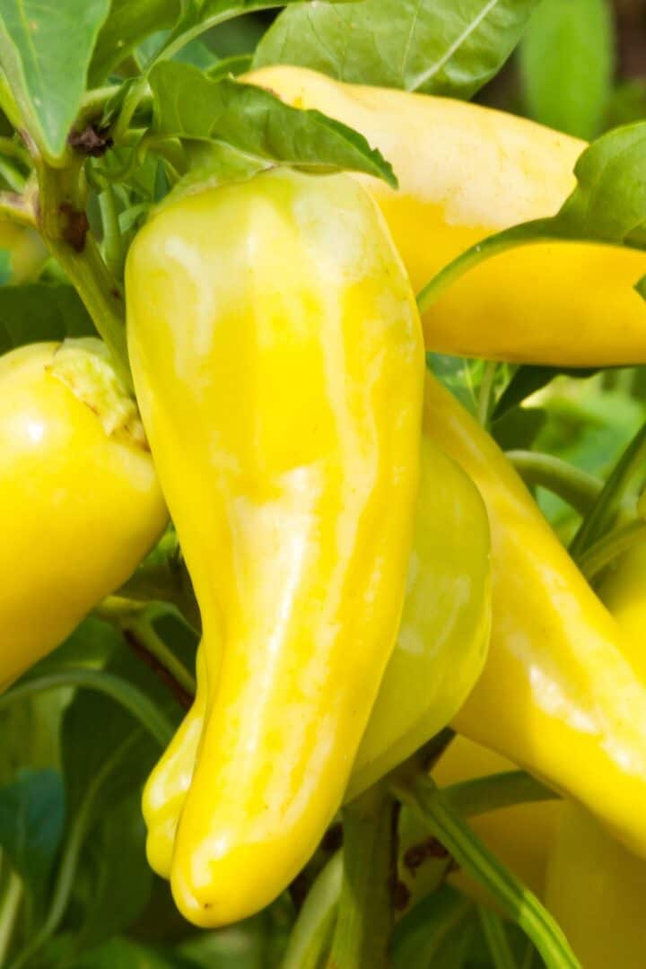Bell Pepper Substitute: 8 Best Alternatives - A Nourishing Plate